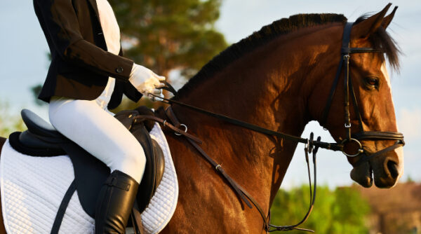 Supplements For Overall Animal Health